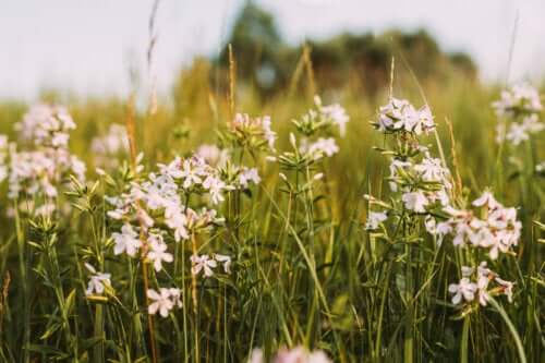 Prøv disse 6 tips til at fjerne skin tags naturligt - Bedre Livsstil